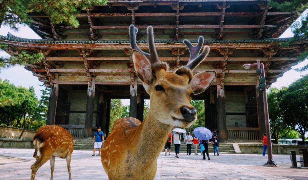 Menelusuri Keindahan Alam di Nara Park, Banyak Rusa yang Akan ...