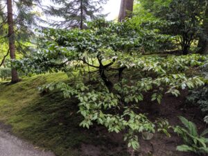 🌿 Sakaki: Pohon Suci dalam Ritual Shinto yang Tak Boleh Sembarangan ...